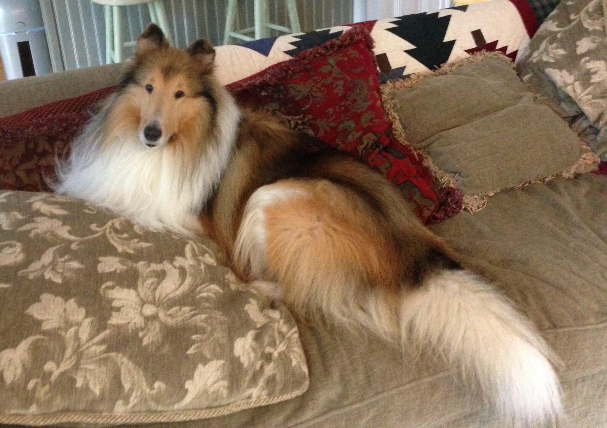 What you really want is a Collie What you really want is a Collie