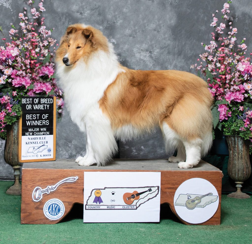 Whitehall Collies started and continues with our lovely ladies