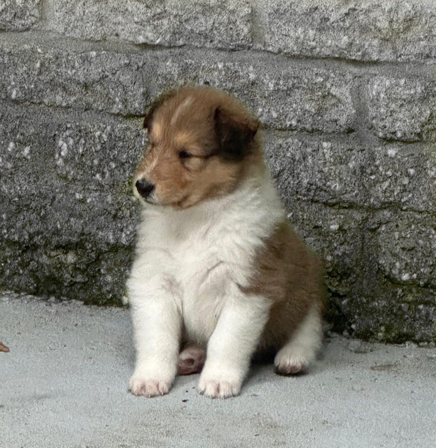 Collie Puppies for Sale