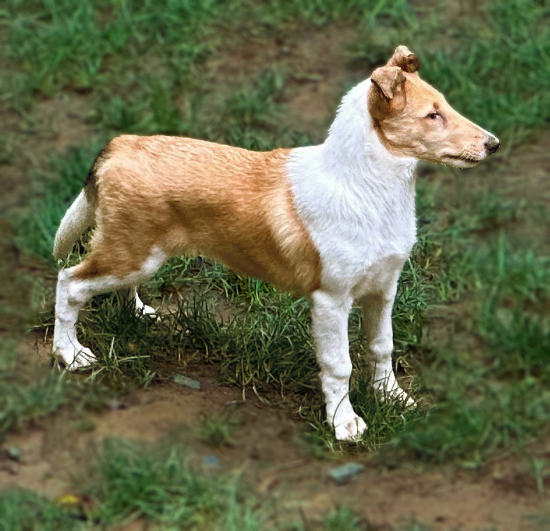 Available Whitehall Collie puppies information